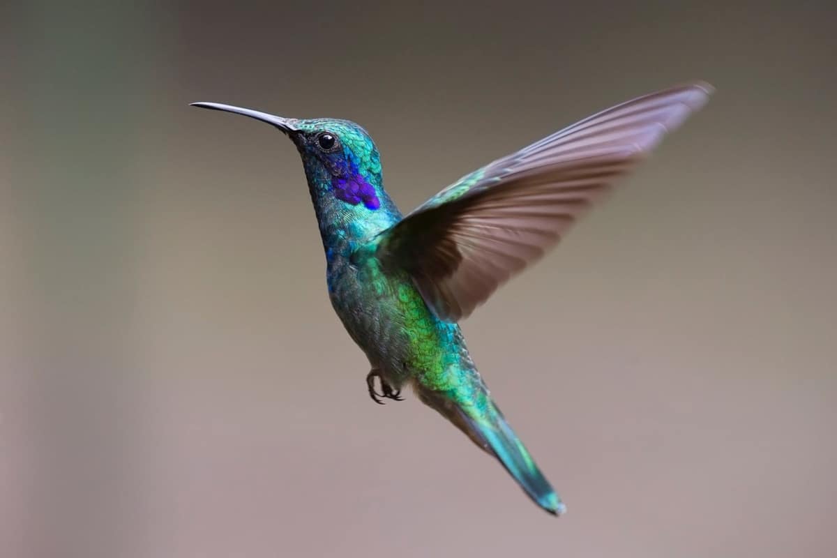 Le Colibri, un Animal Totem plein de symbolisme et de magie - Pascal ...